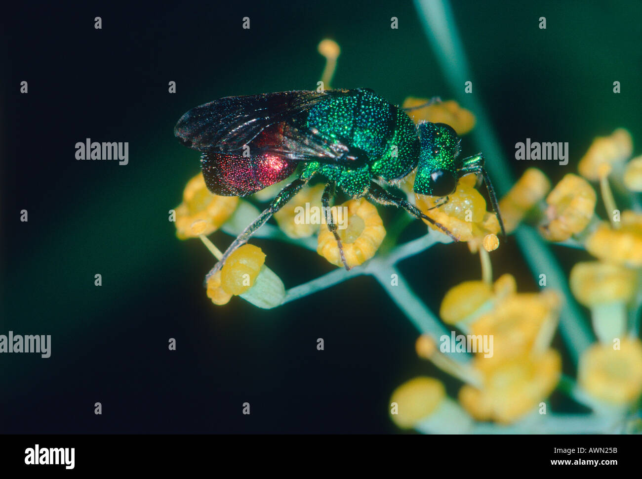Chrysis ignita pollination hi-res stock photography and images - Alamy