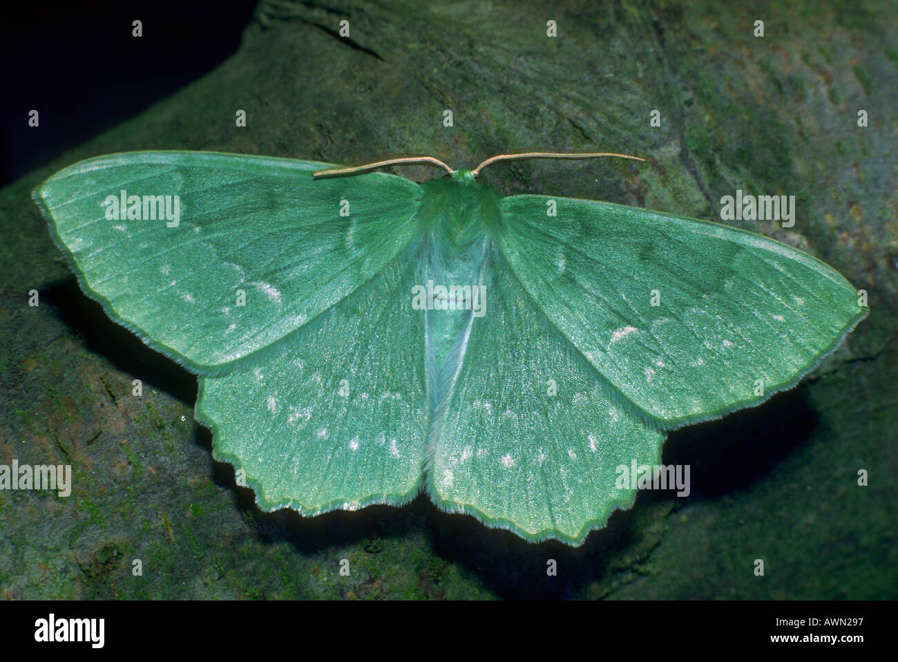 Geometra Papilionaria Stock Photos & Geometra Papilionaria Stock Images ...