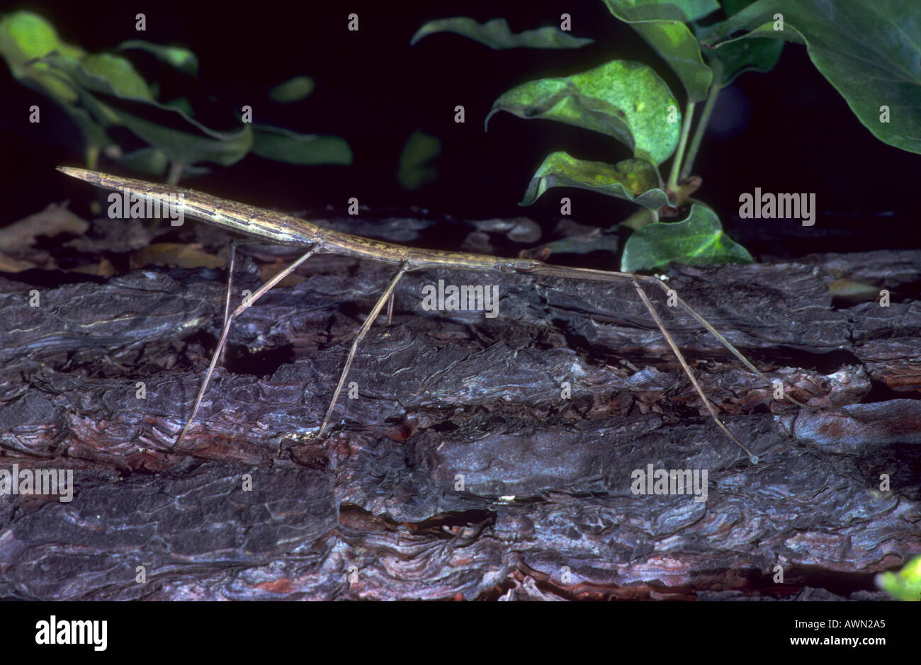 Stick insect bacillus rossius hi-res stock photography and images - Alamy