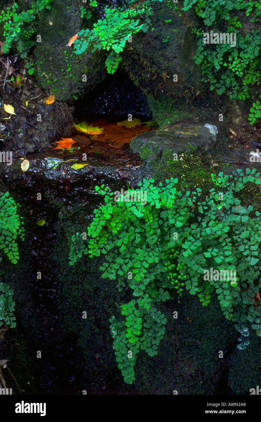 Venus maidenhair hi-res stock photography and images - Alamy