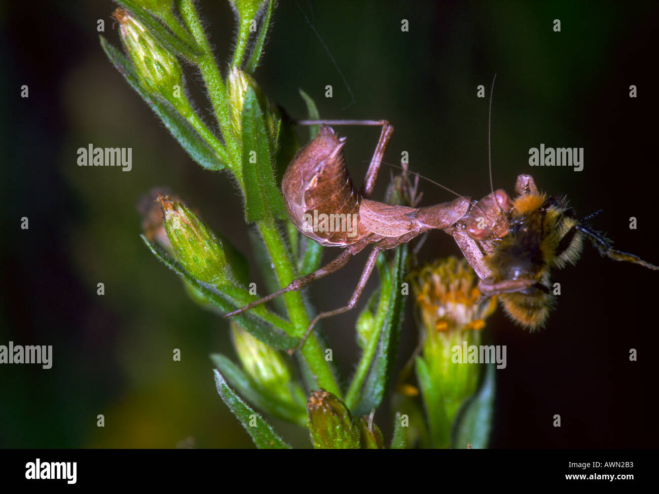 Mantis eating bee hi-res stock photography and images - Alamy