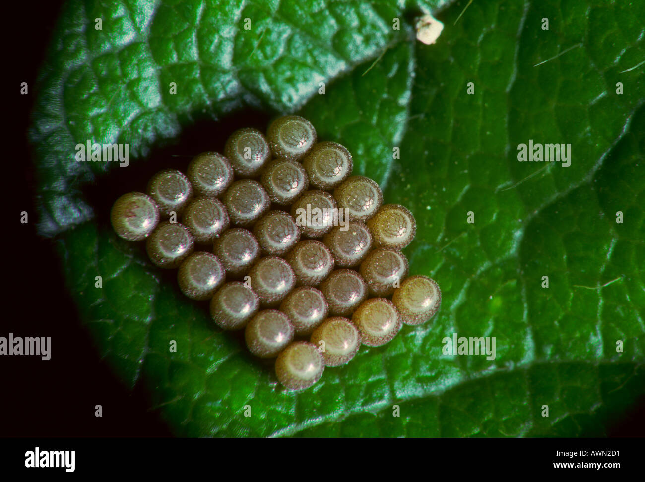 Pentatomidae Eggs