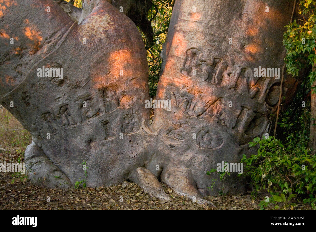 The Mermaid Tree, a boab tree at Careening Bay, Kimberley, Western ...