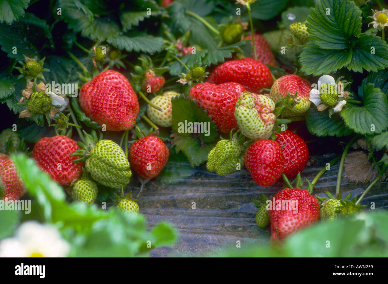 Strawberries fragaria sp hi-res stock photography and images - Alamy