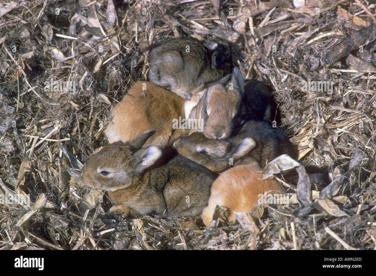 Six rabbits hi-res stock photography and images - Alamy