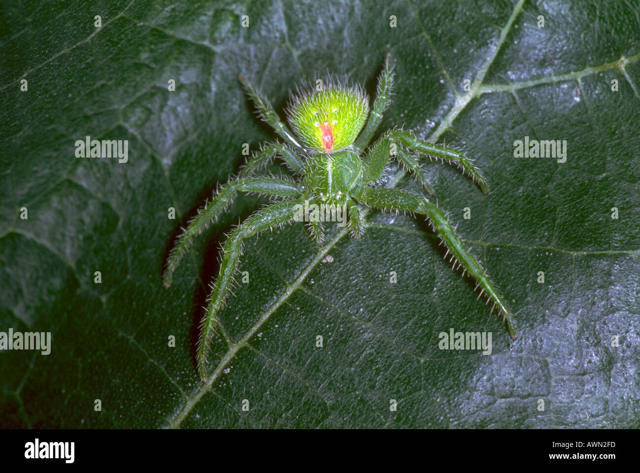 Hirtus hi-res stock photography and images - Alamy