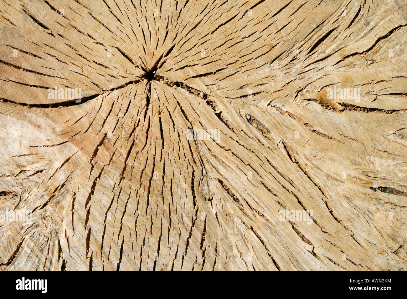 Cut through the trunk of a wild beech tree Stock Photo - Alamy