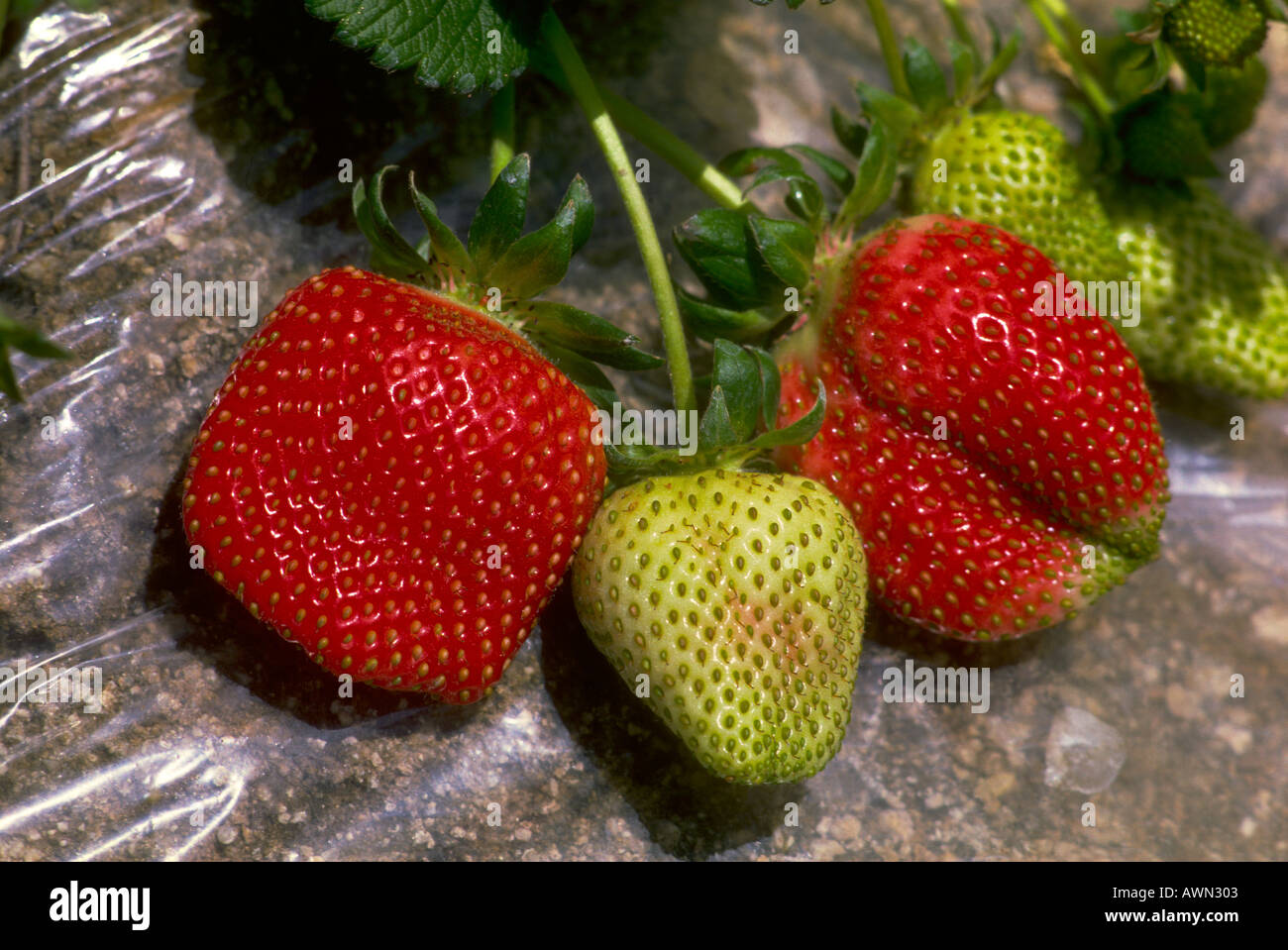 Strawberries fragaria sp hi-res stock photography and images - Alamy