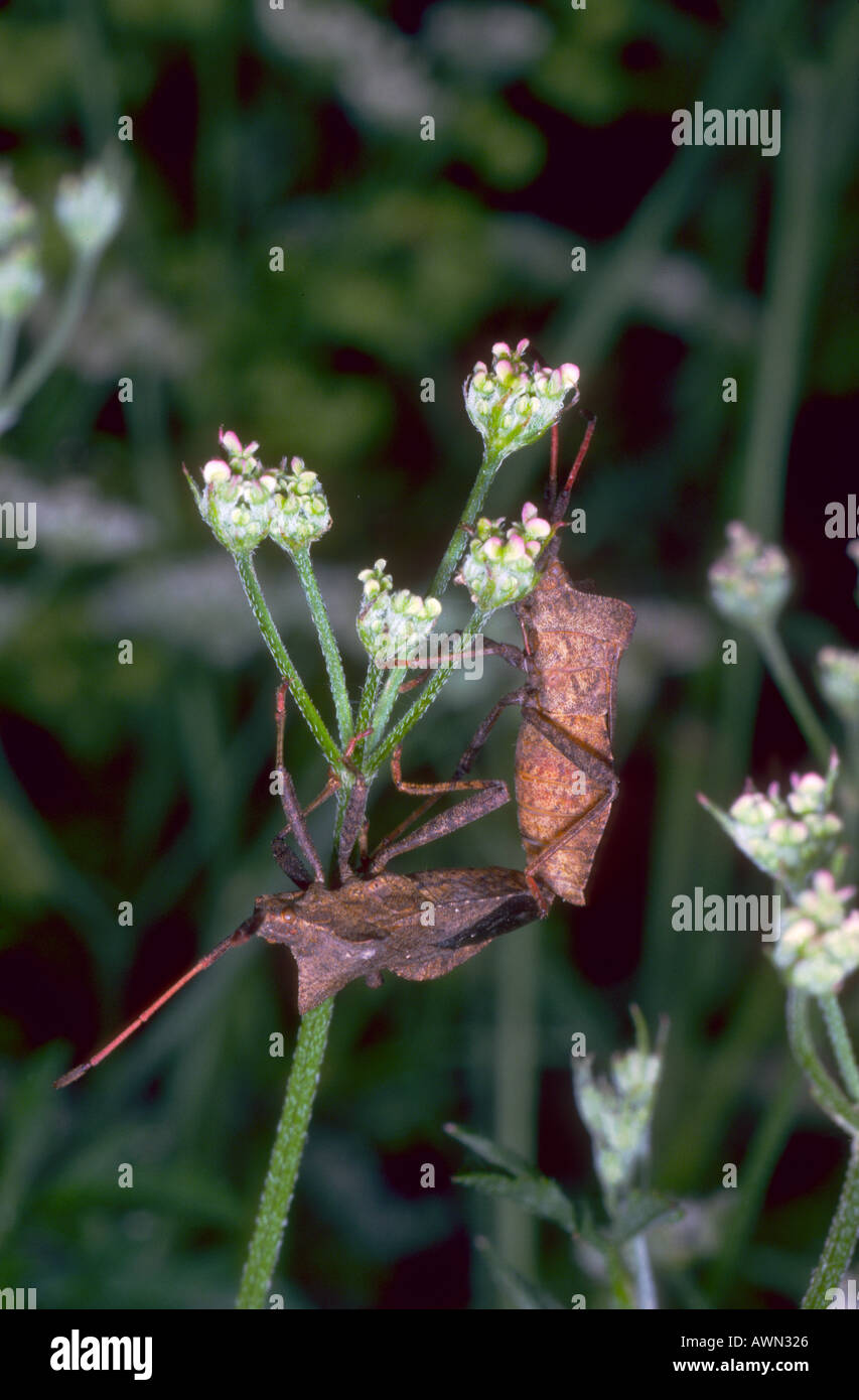 Shield Bugs, Coreus marginatus. Mating Stock Photo - Alamy