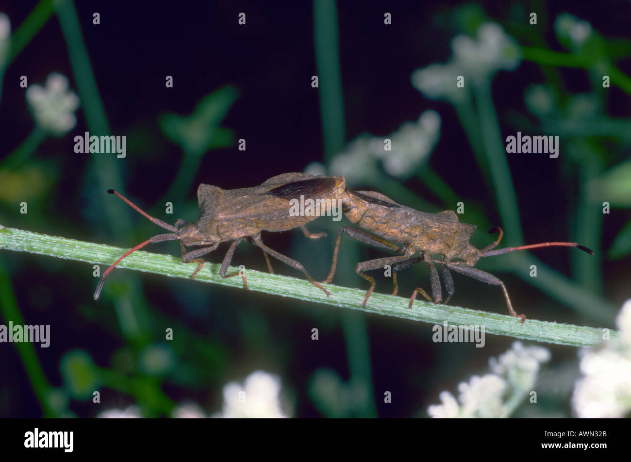 Shield Bugs, Coreus marginatus. Couple mating on stem Stock Photo - Alamy