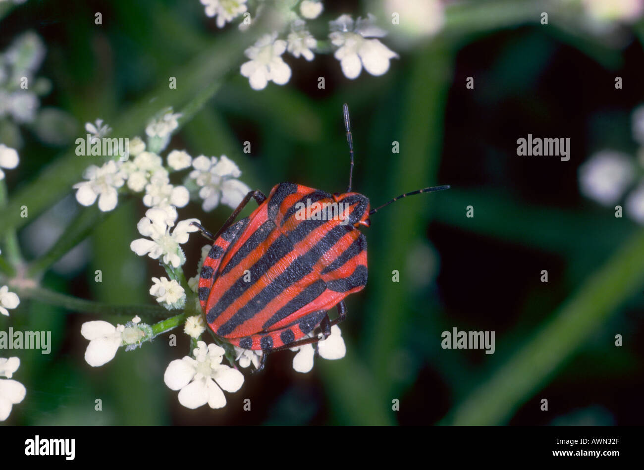 Shield flower hi-res stock photography and images - Alamy