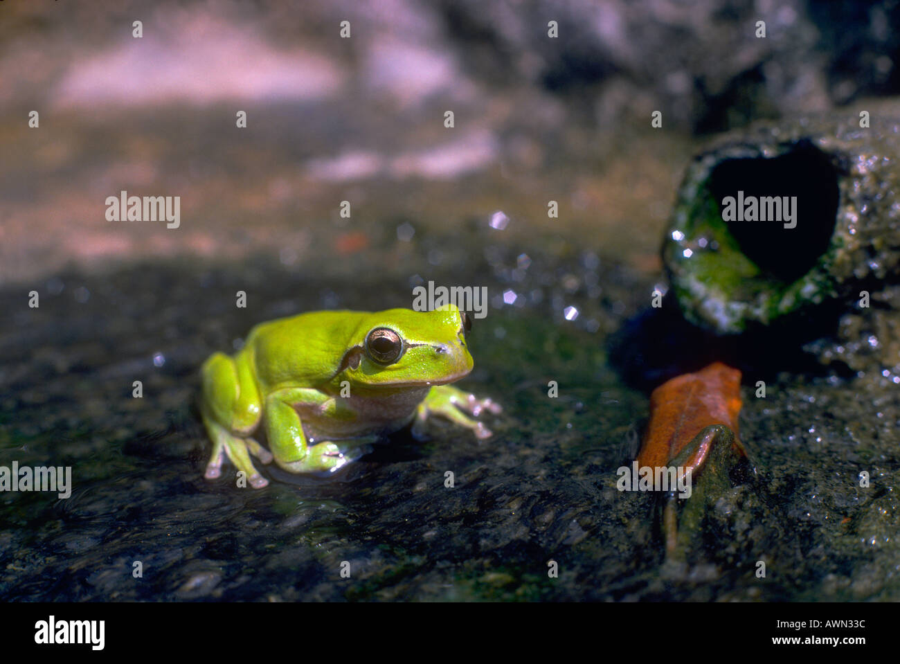 Stripeless Tree Frog, Hyla meridionalis Stock Photo - Alamy