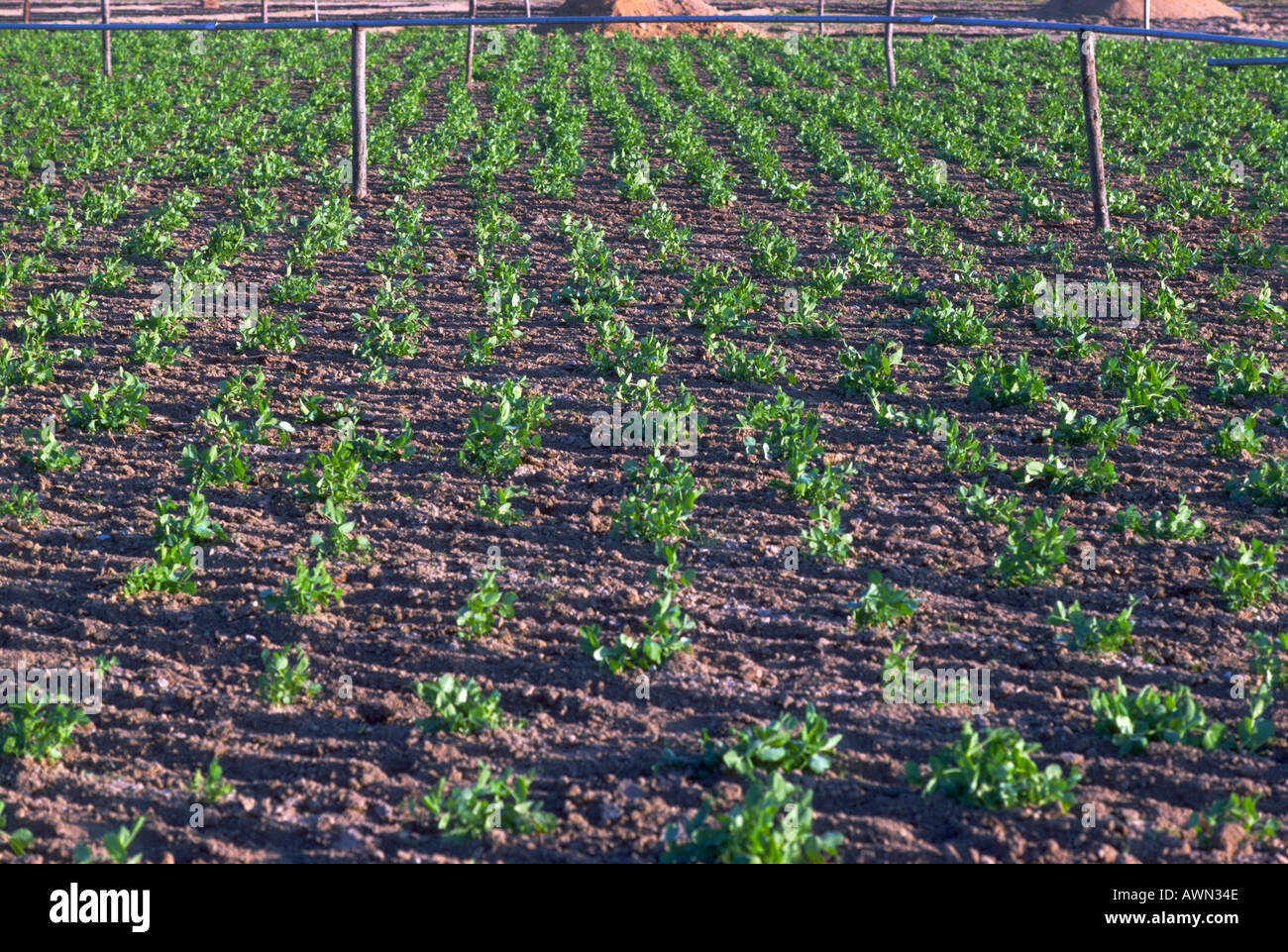 Pisum sativum culture fields growing hi-res stock photography and ...