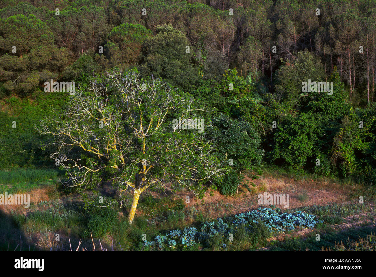 Walnut Tree, Juglans regia. Whole tree on the Summer Stock Photo - Alamy
