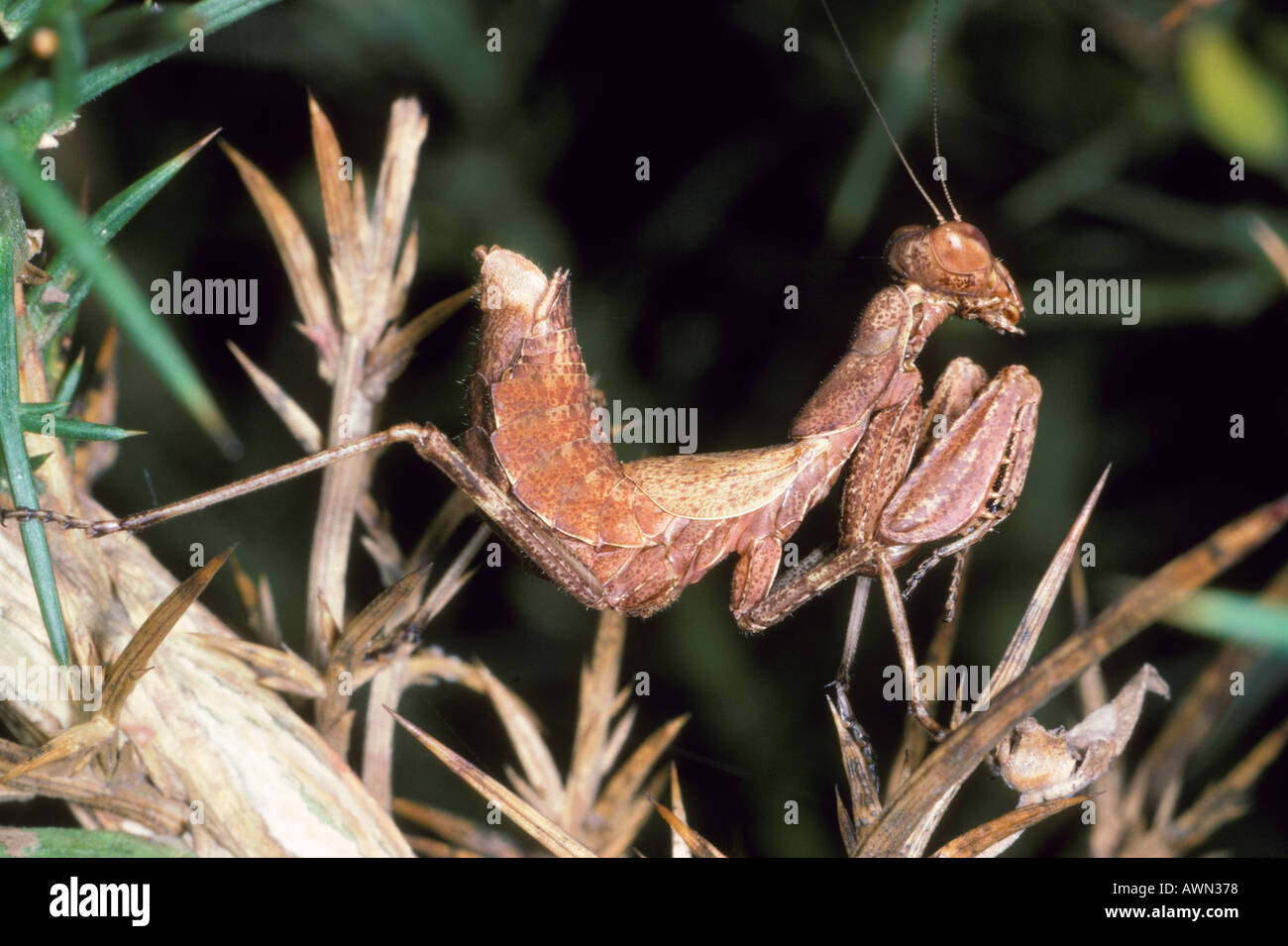 Dwarf mantis hi-res stock photography and images - Alamy