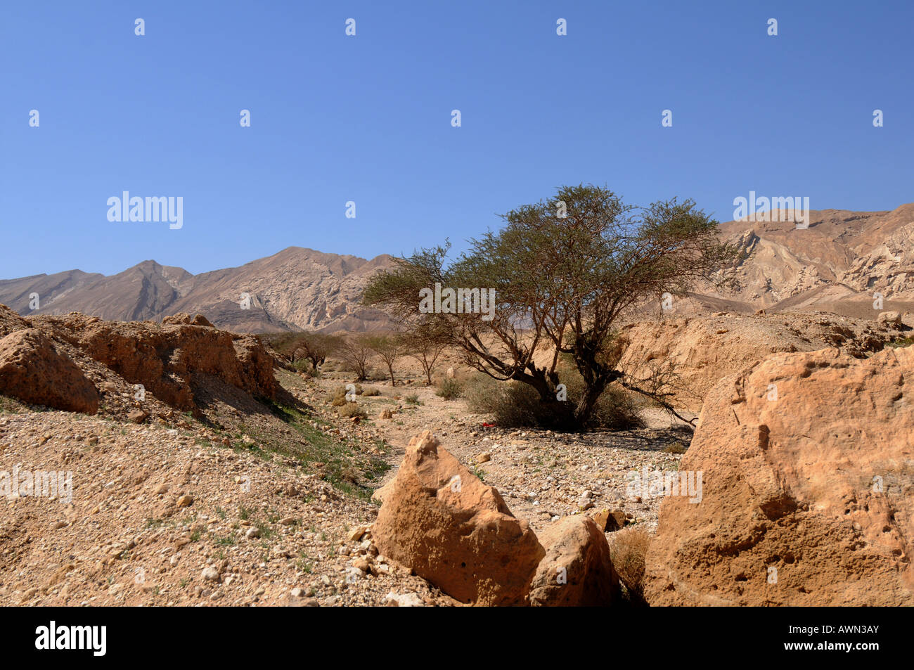 negev desert israel acacia in a wadi Stock Photo - Alamy