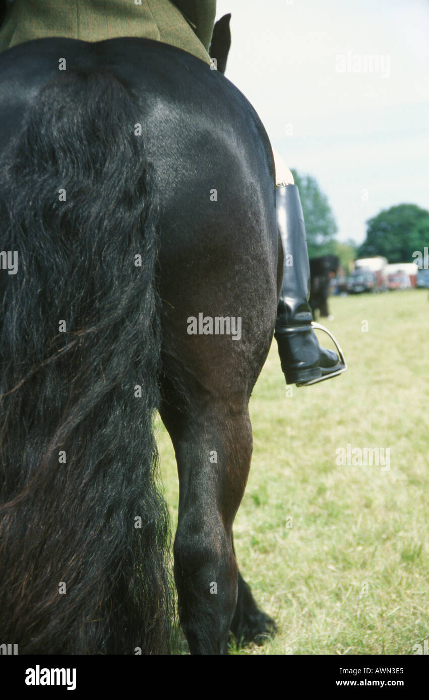 Horse standing behind him hi-res stock photography and images - Alamy