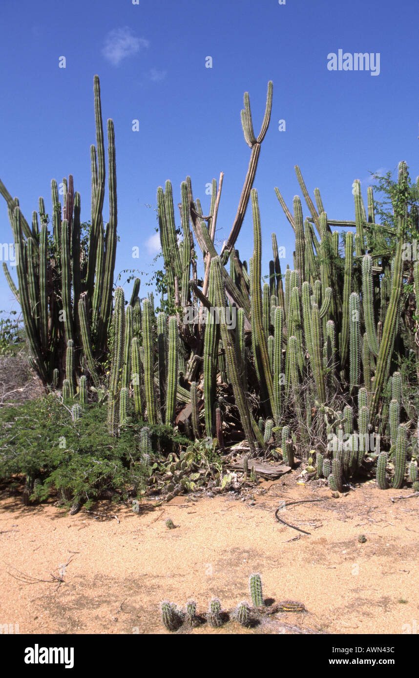 Cacti aruba hi-res stock photography and images - Alamy