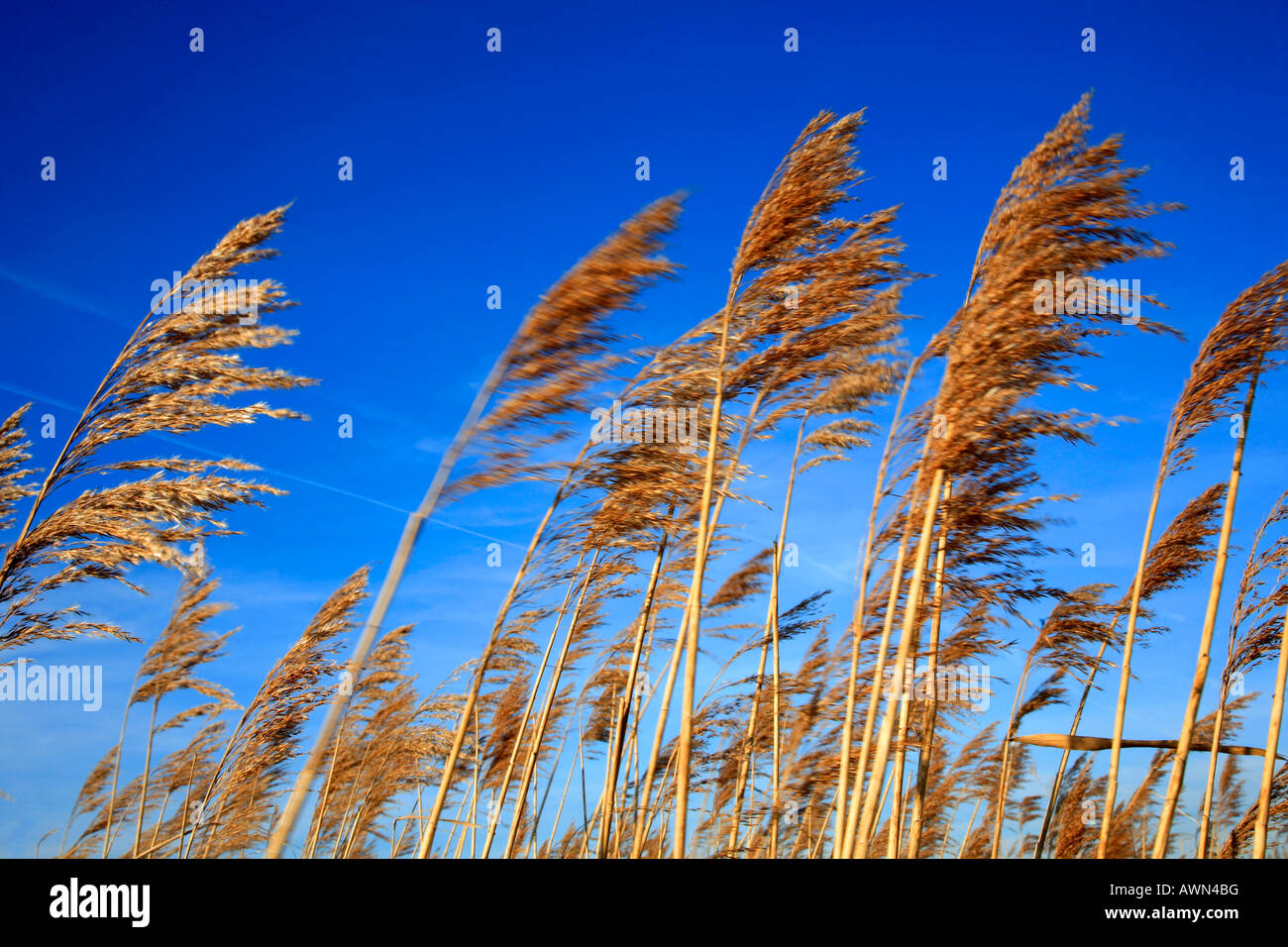 Fenland Reedbeds Whittlesey Washes National Nature and Bird Reserve ...