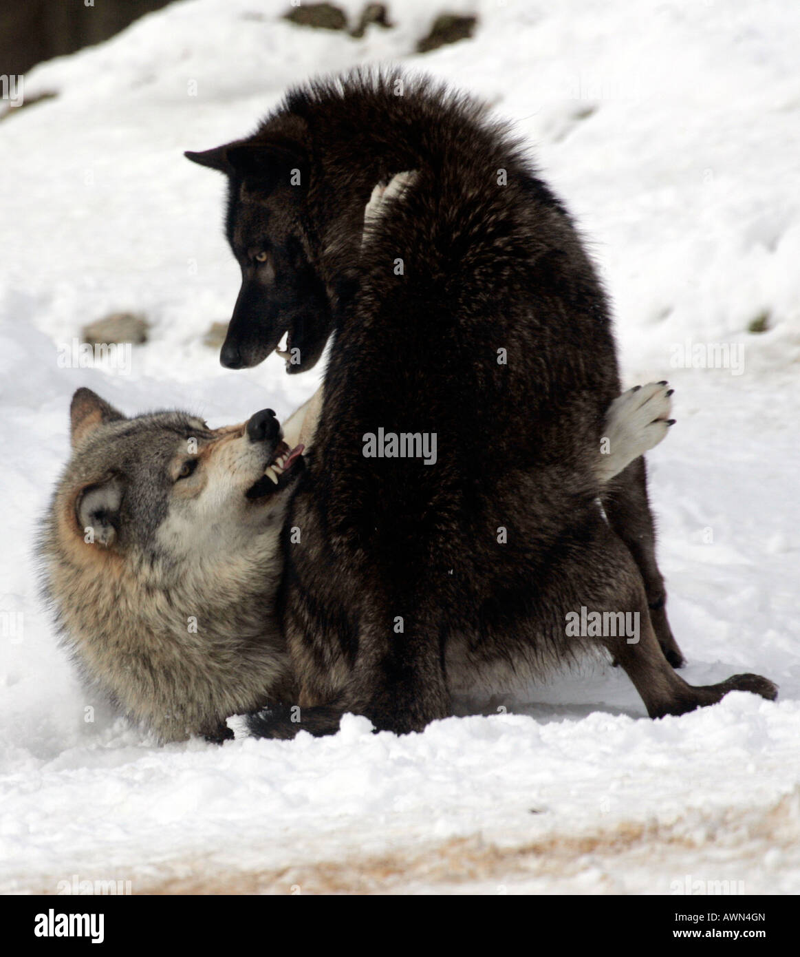 Gray - or Timber Wolves (Canis lupus Stock Photo - Alamy