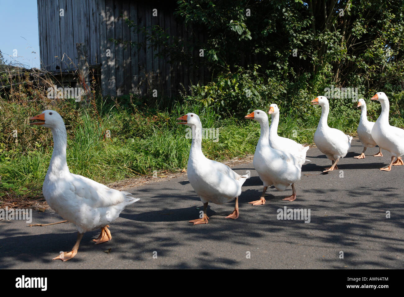 Geese, Rhoen, Hesse, Germany Stock Photo - Alamy