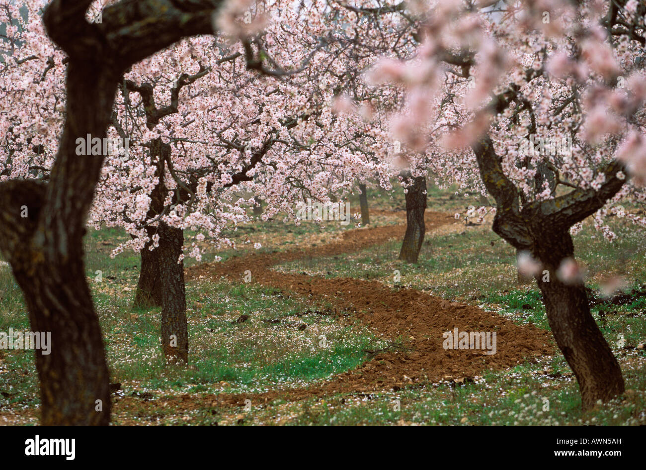 Flowering almond trees, Catalonia, Spain Stock Photo - Alamy