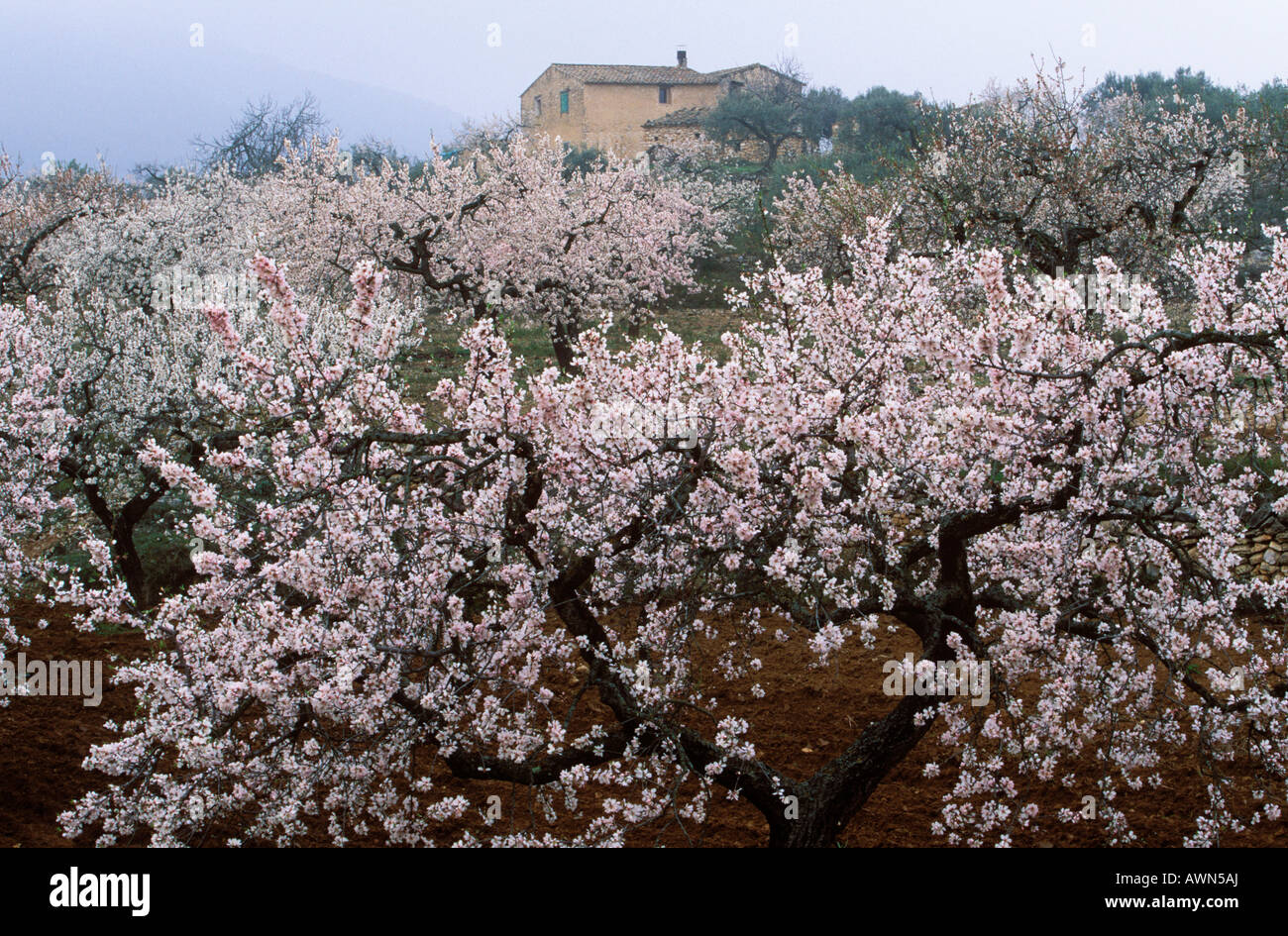 Flora de cardo hi-res stock photography and images - Alamy