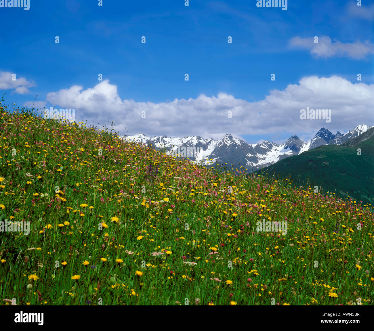 Alpine blumenwiese hi-res stock photography and images - Alamy
