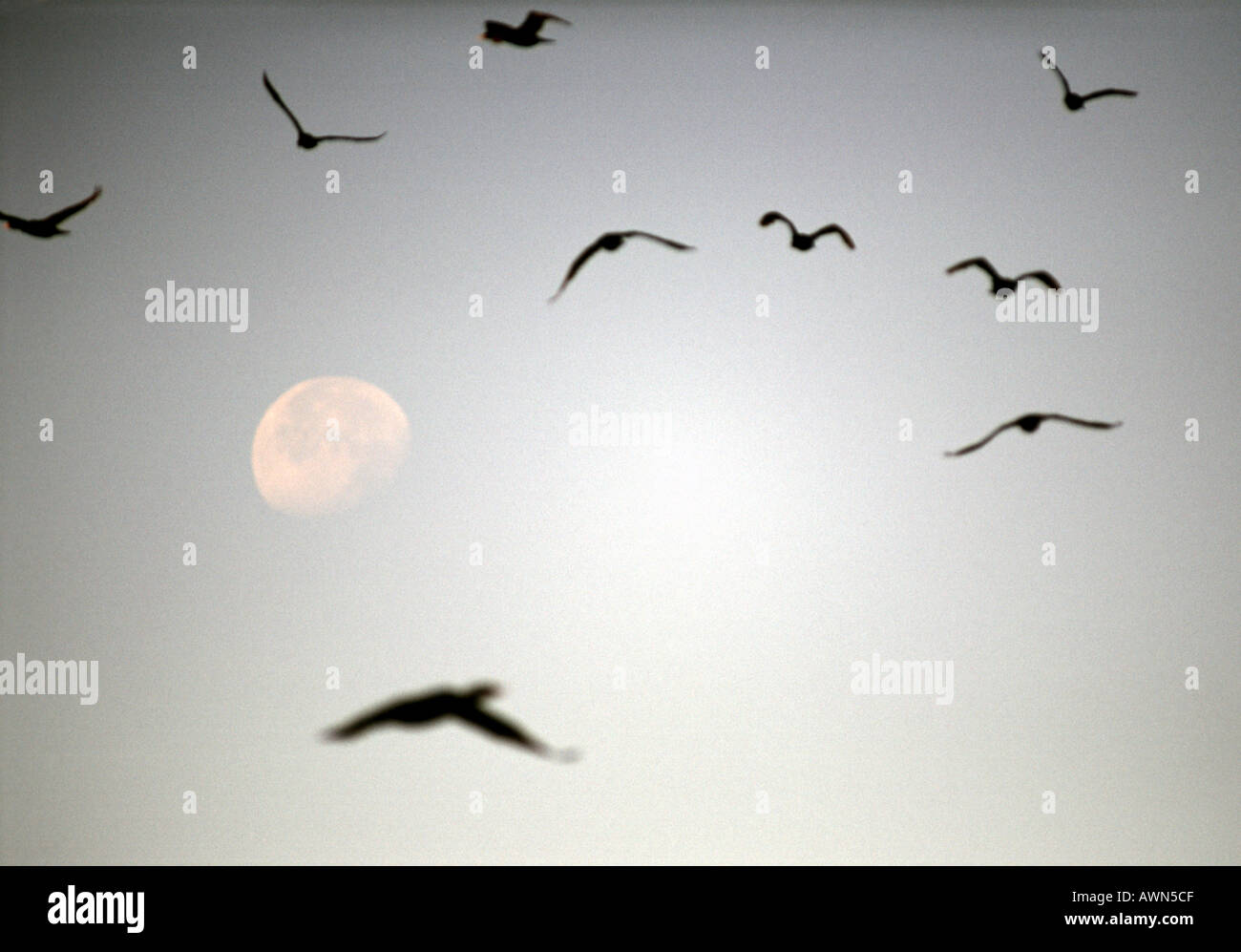 Lunar birds hi-res stock photography and images - Alamy