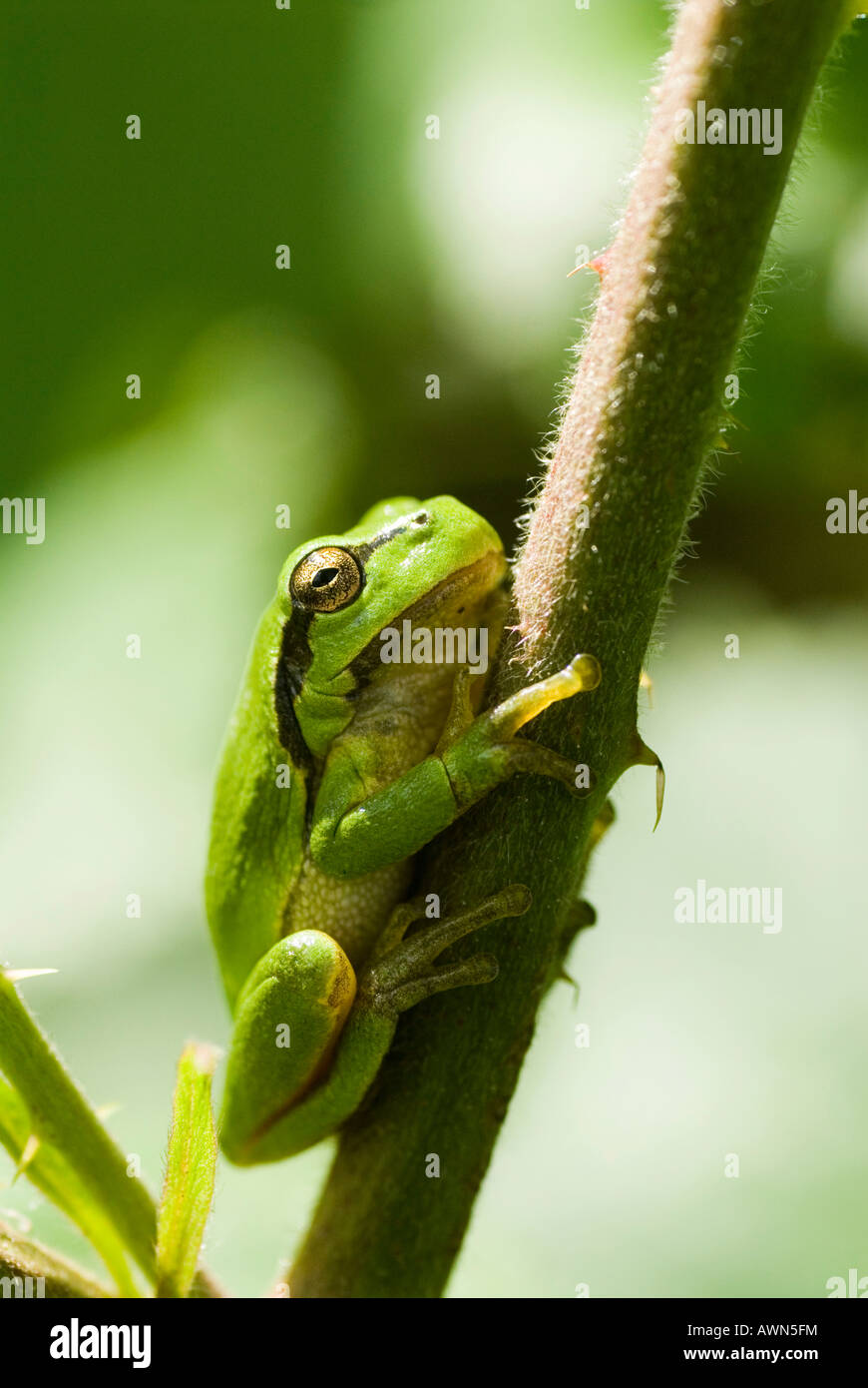 European Tree Frog, Hyla arborea Stock Photo - Alamy