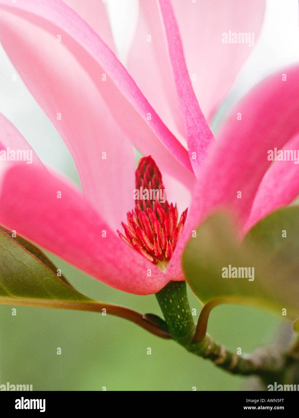 Magnoliaceae hi-res stock photography and images - Alamy