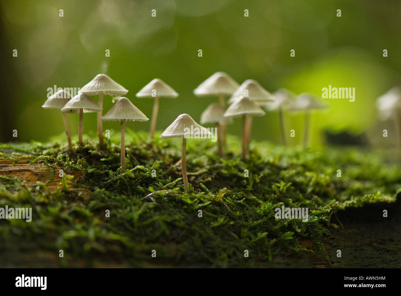 Angels bonnet, Mycena arcangeliana Stock Photo - Alamy