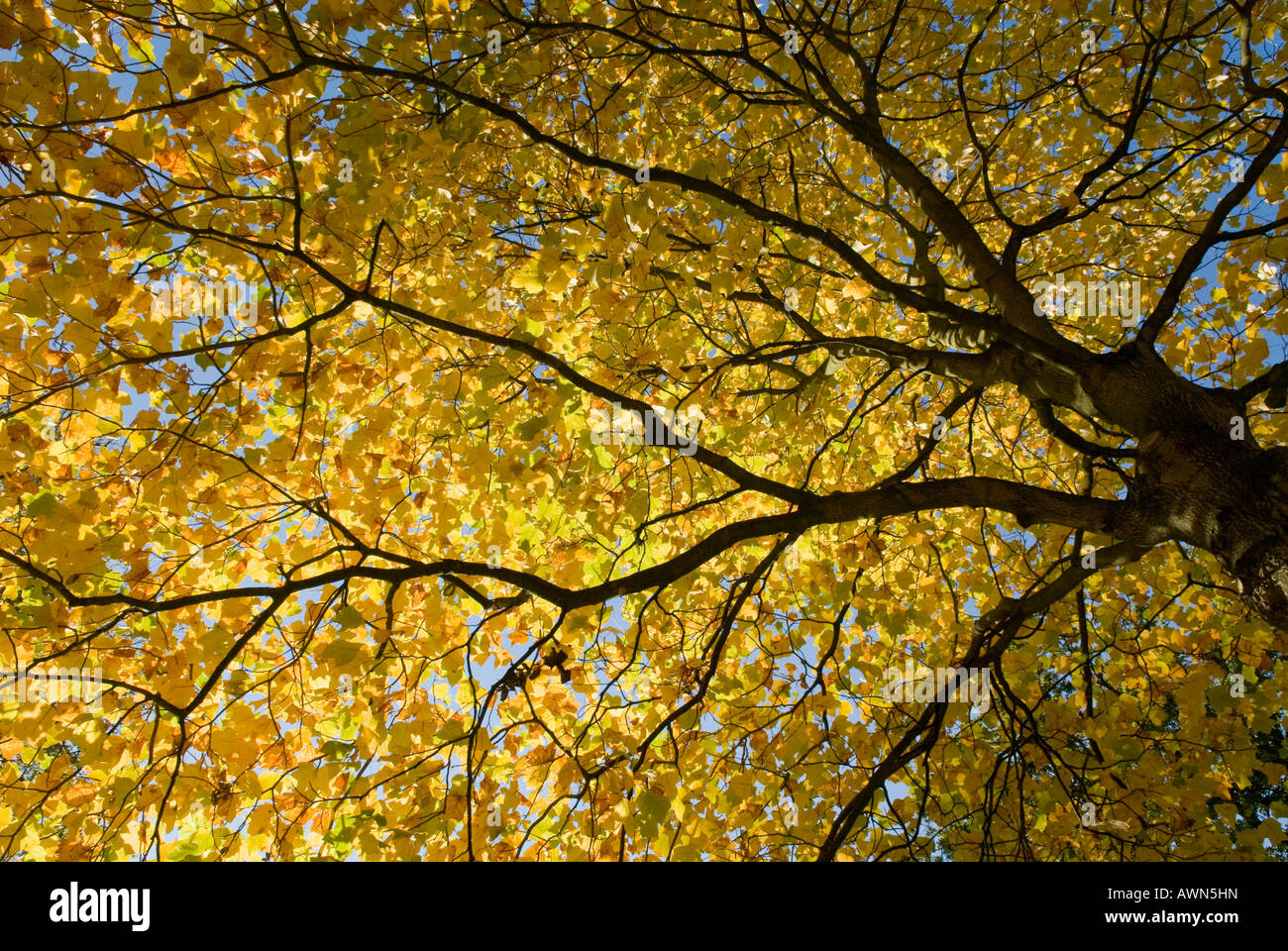 Tulip tree, liriodendron tulipifera Stock Photo - Alamy