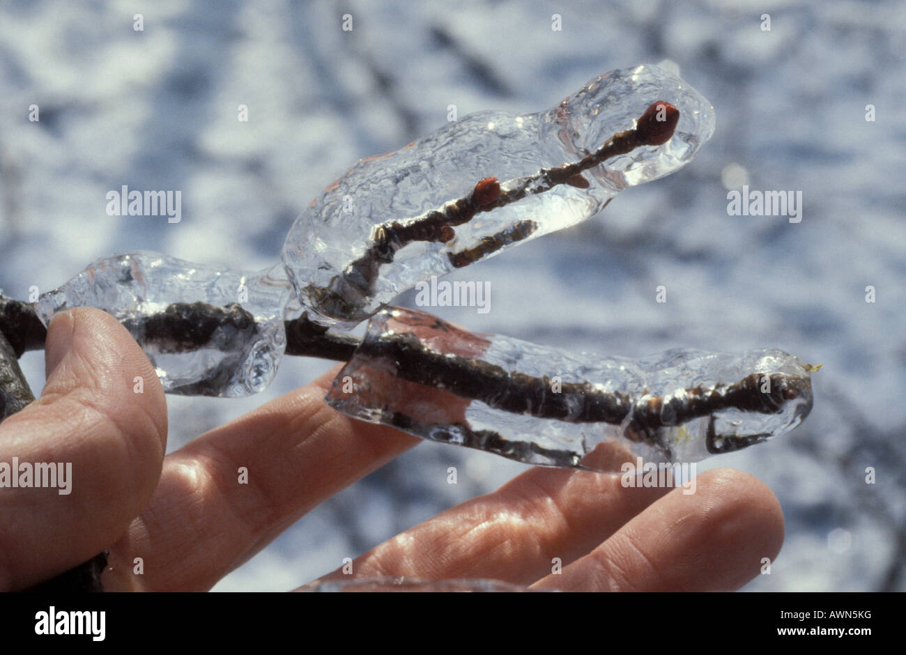 Glazed frost on branch in the hand Stock Photo - Alamy