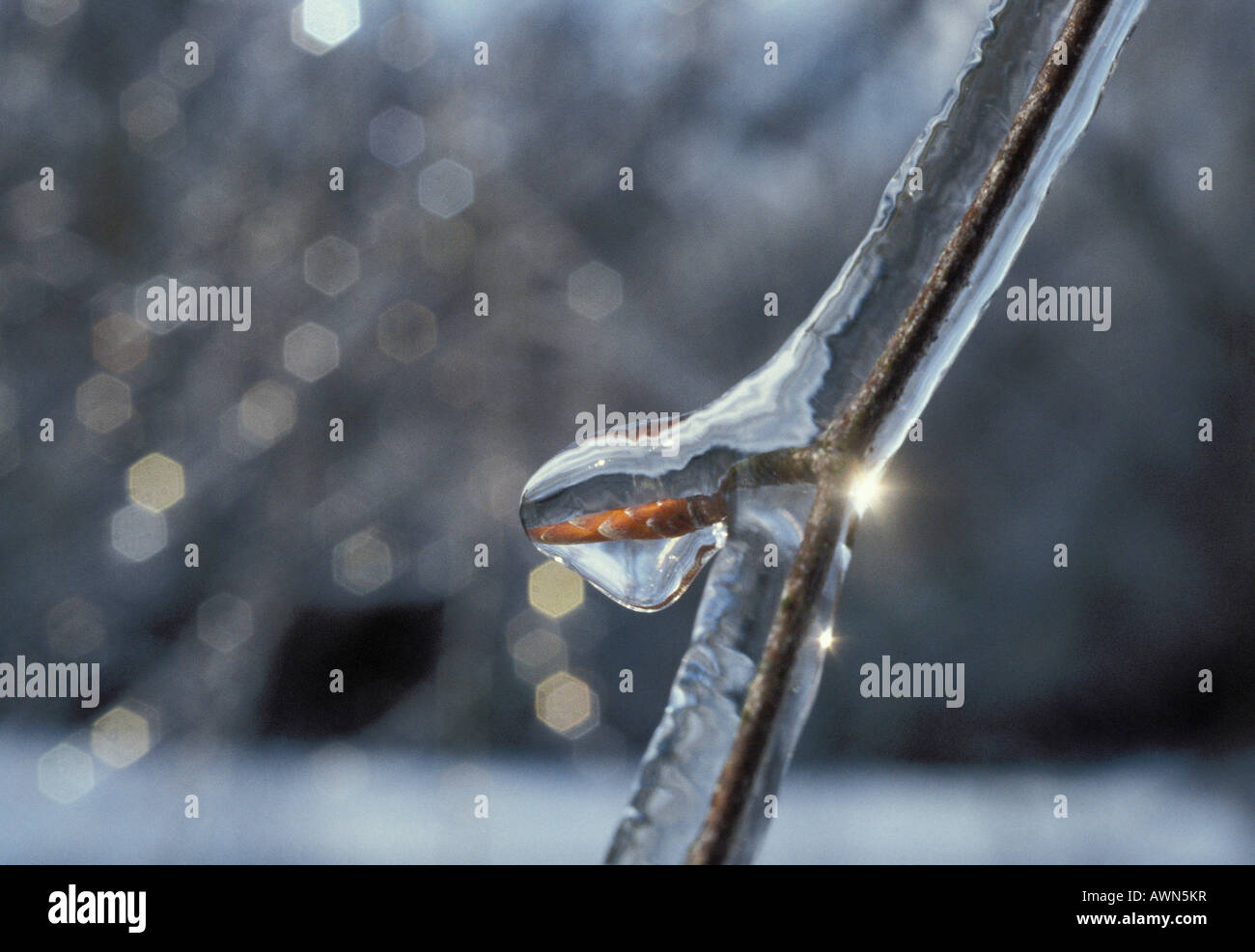 Glazed frost on branch Stock Photo - Alamy