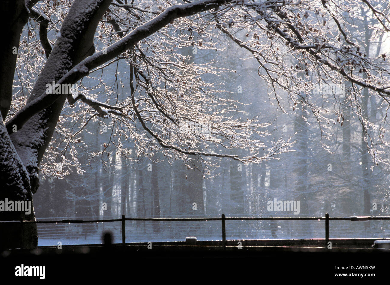 Snow on trees Stock Photo - Alamy