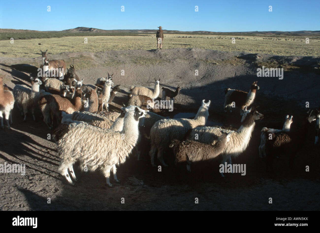 BOLIVIA NATIVE AYMARA FARMER GRAZING LLAMAS AND ALPACAS IN THE ...