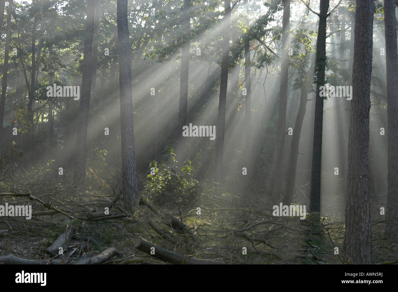 Sunlight and shadows in a forest Stock Photo - Alamy