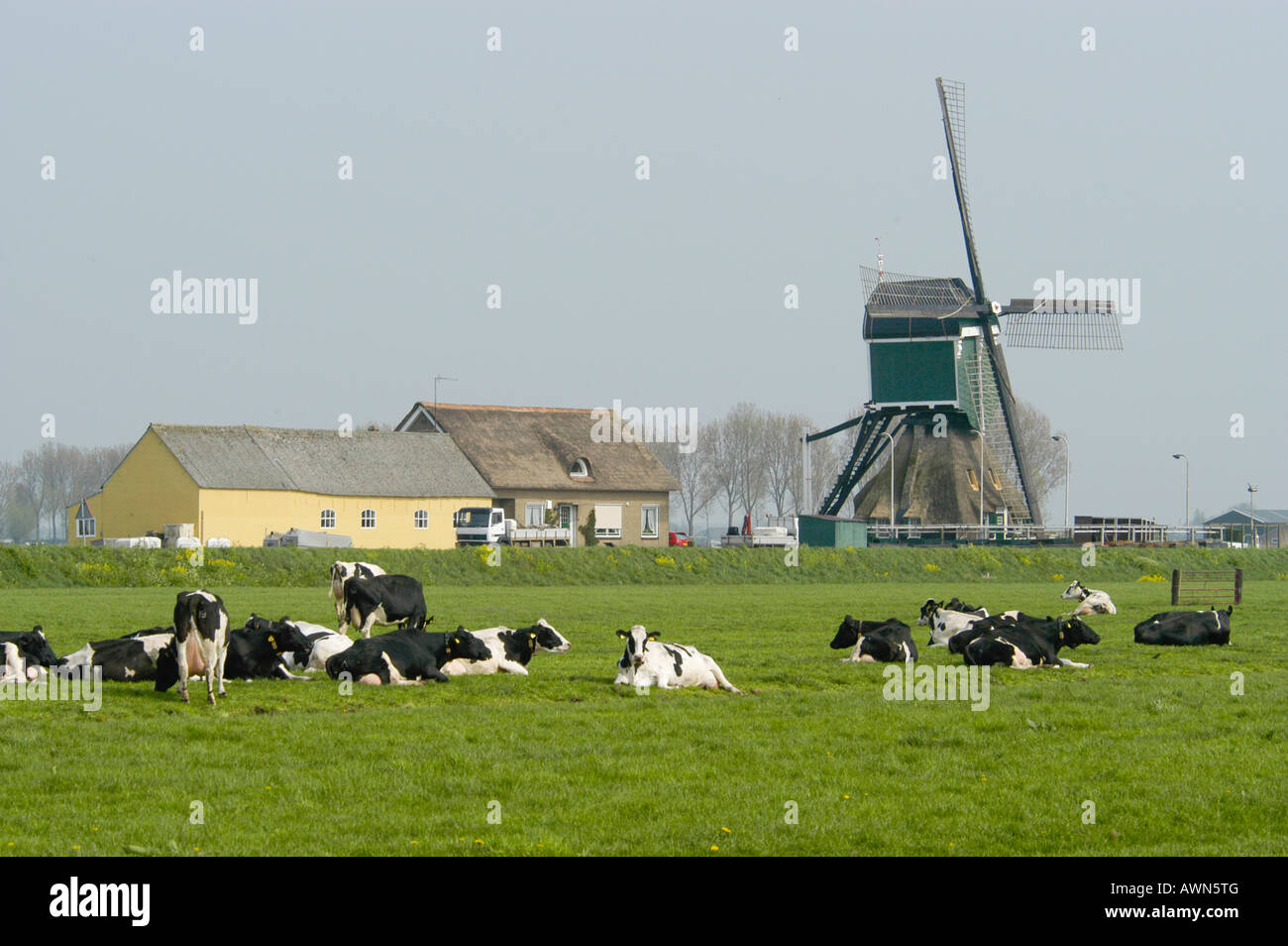 Windmill, cows, Netherlands, Europe Stock Photo - Alamy