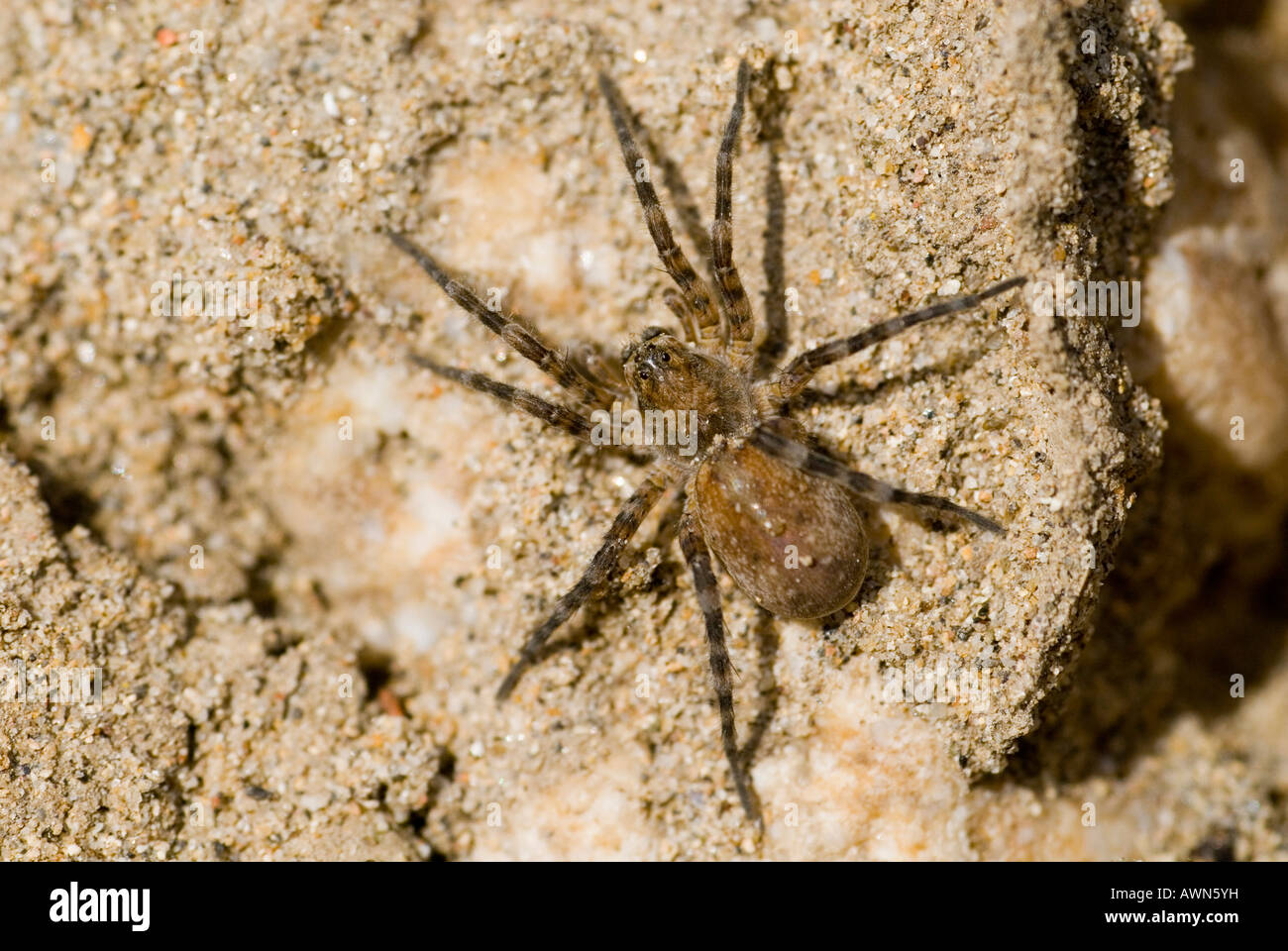 Brown spider hi-res stock photography and images - Alamy
