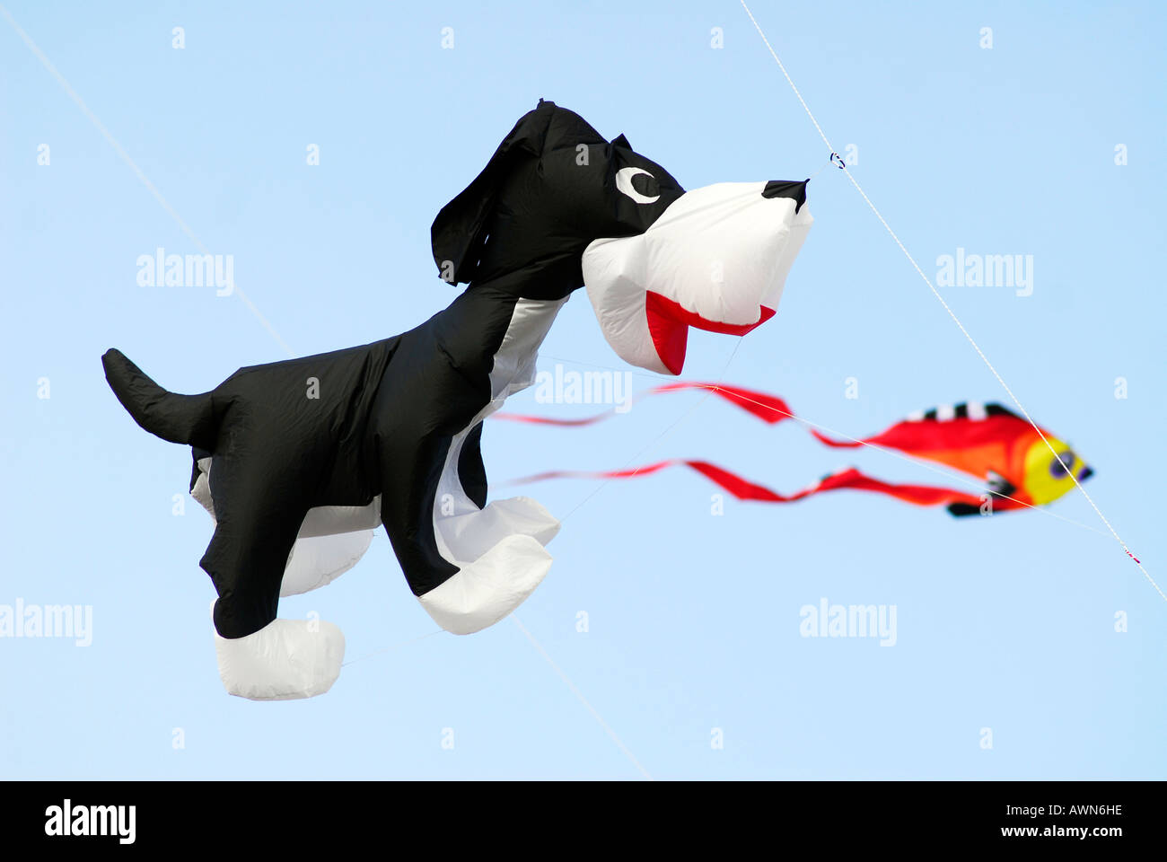 Flying with dog hi-res stock photography and images - Alamy