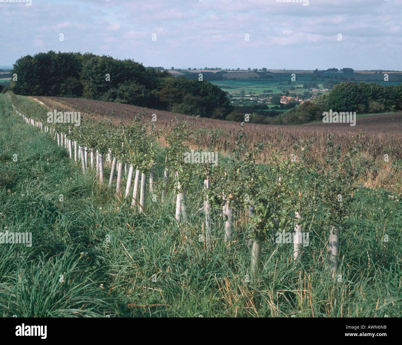 Hedging hawthorn hi-res stock photography and images - Alamy