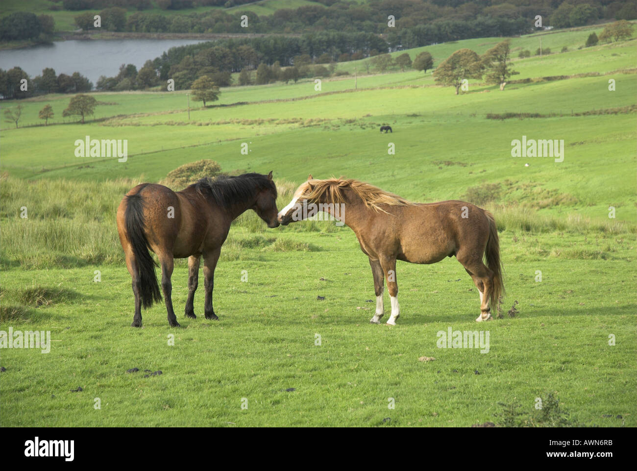 Two horses kissing hi-res stock photography and images - Alamy