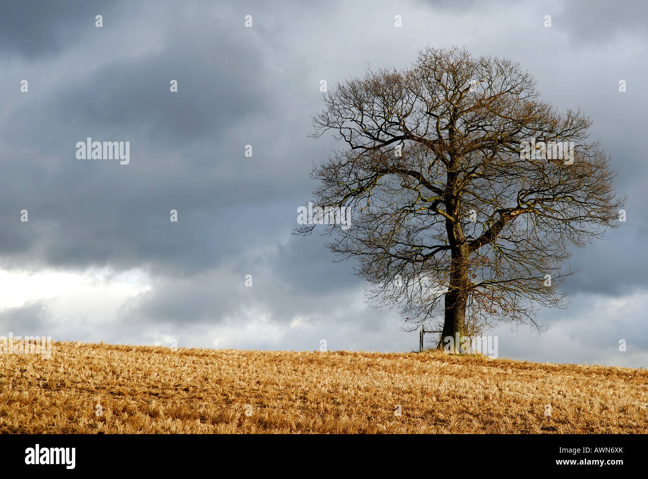 One tree winter hi-res stock photography and images - Alamy