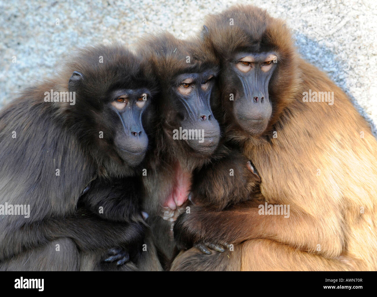 Gelada Baboon (Theropithecus gelada Stock Photo - Alamy