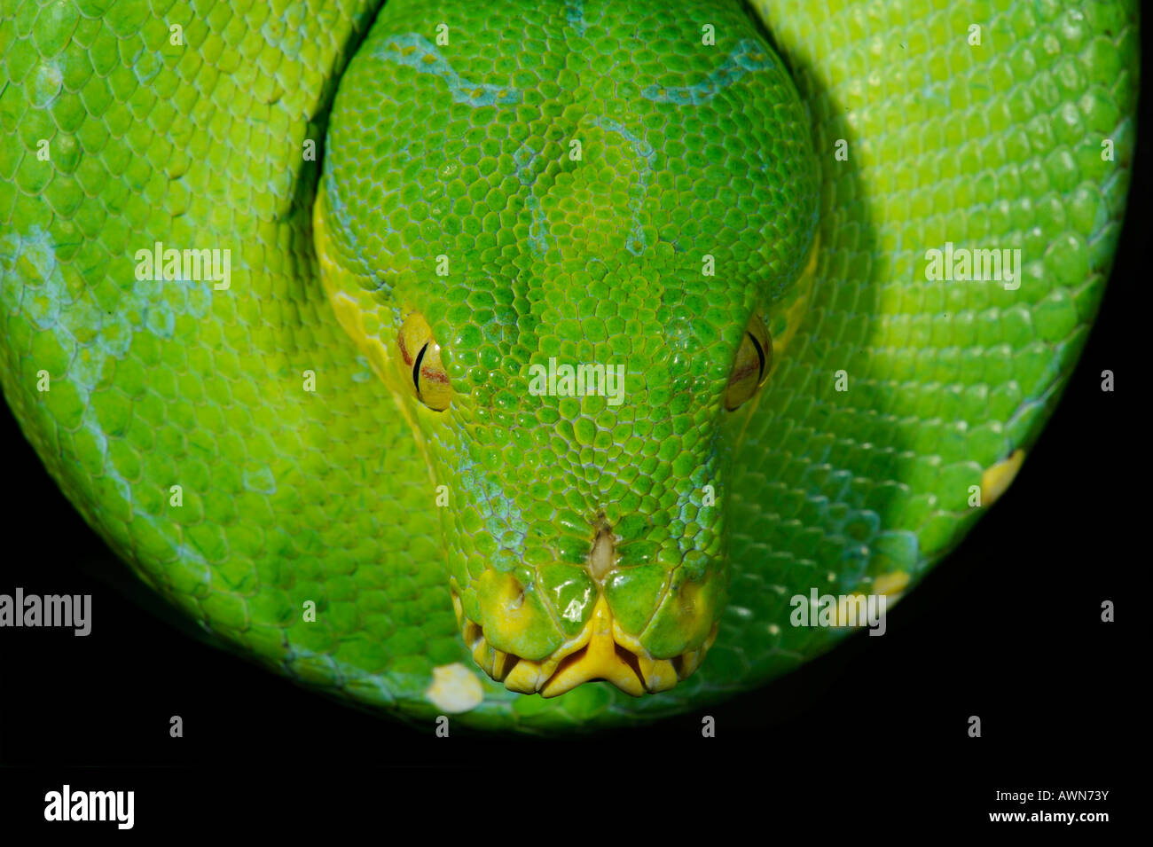 Python (Chondropython viridis) New Guinea Stock Photo - Alamy