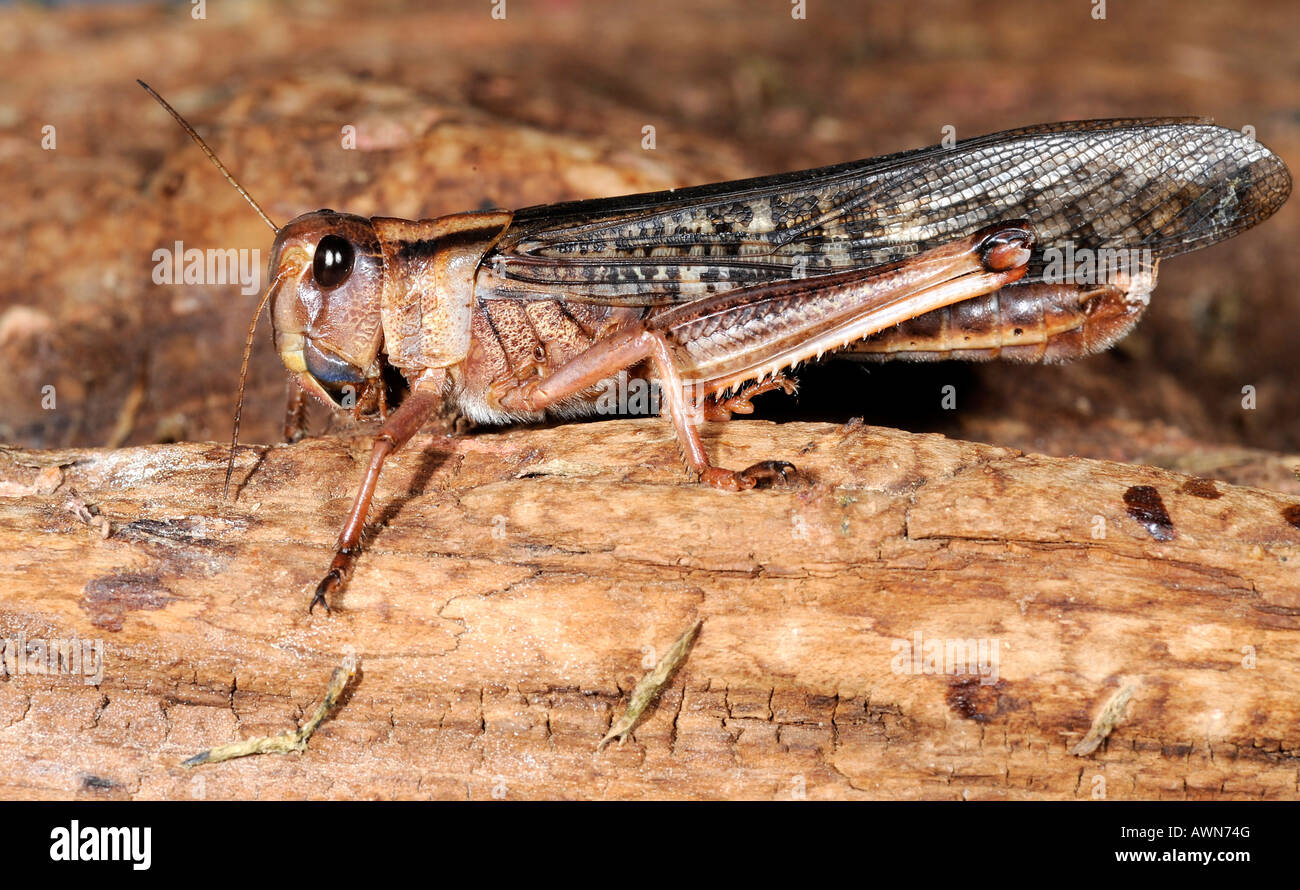 Migratory locust (Locusta migratoria Stock Photo - Alamy