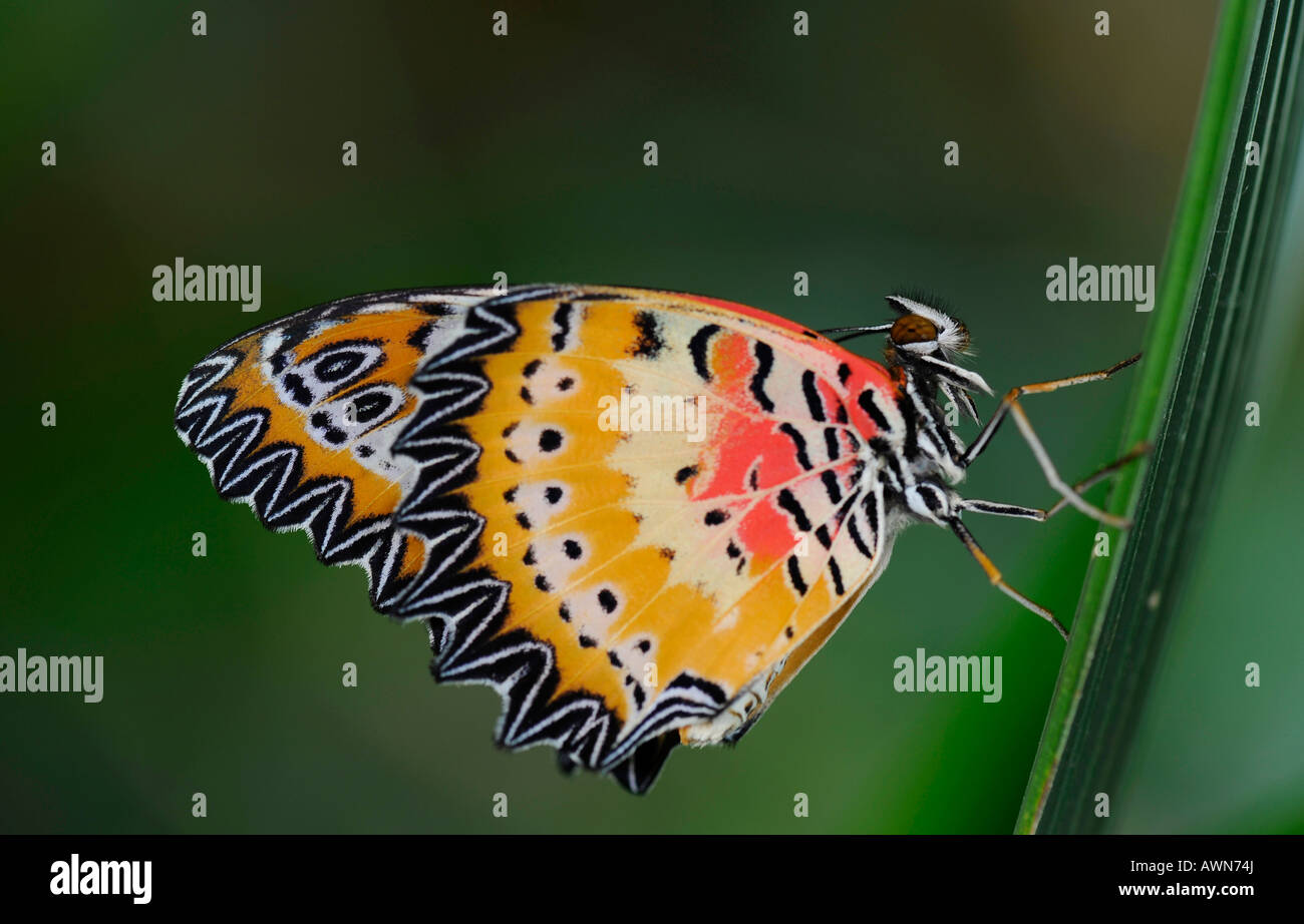 Red Lacewing (cethosia biblis Stock Photo - Alamy