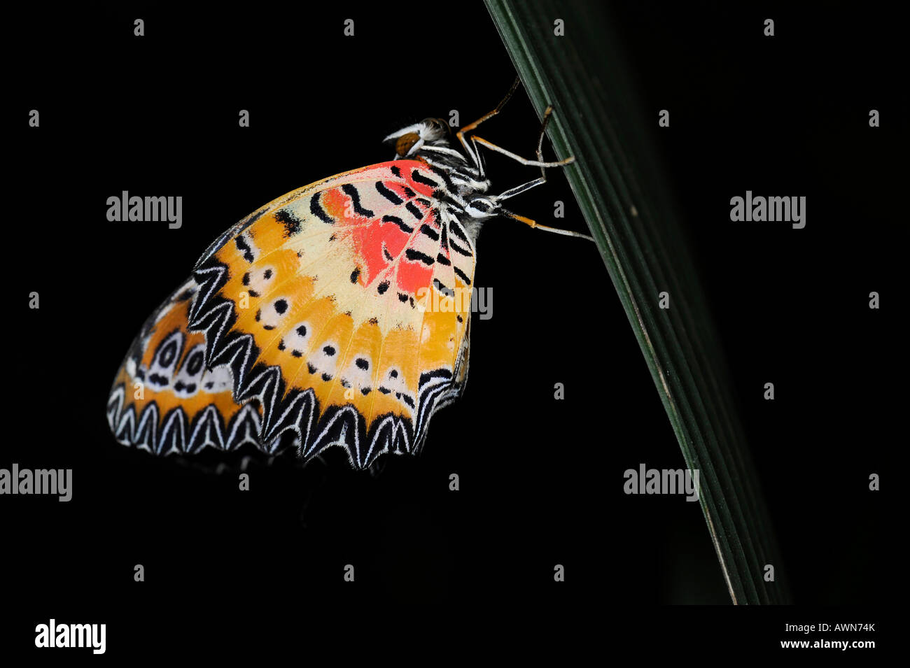 Red Lacewing (cethosia biblis Stock Photo - Alamy