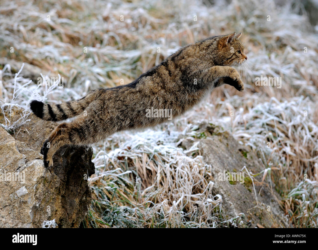 Wildcat (Felis silvestris Stock Photo - Alamy